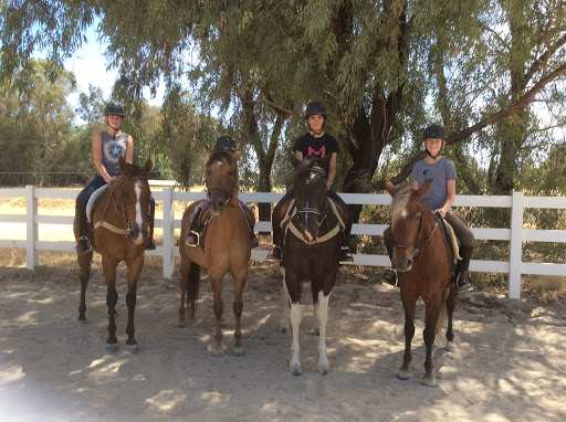 Tally Ho Horse Park | Ride The Horse