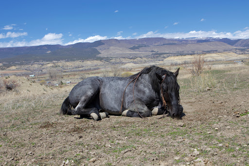 King X Ranch | Ride The Horse