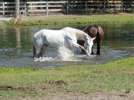 Painted Sky Farms | Ride The Horse