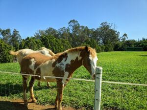 Natchez Trace Stables | Ride The Horse