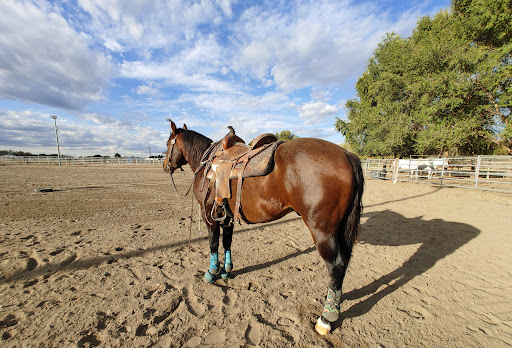Hamilton Equine Services /SMG Performance Horses | Ride The Horse