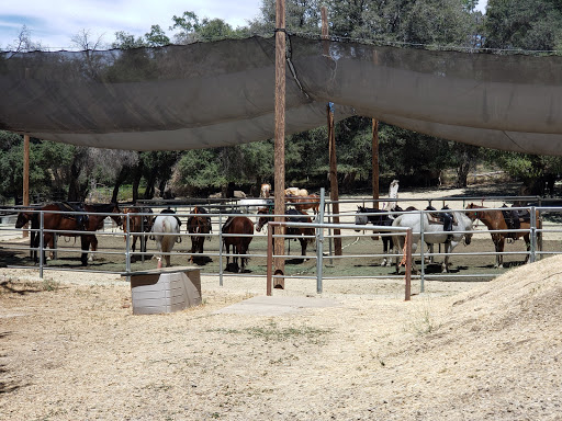 YMCA Raintree Ranch | Ride The Horse