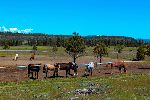 Hidden Trail Stables | Ride The Horse